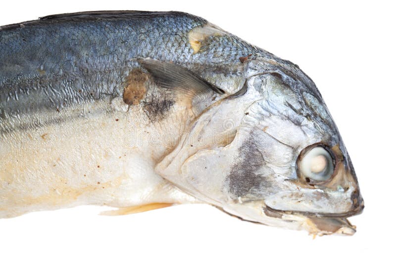 Cavala Fervida Isolada No Fundo Branco Imagem de Stock - Imagem de ...