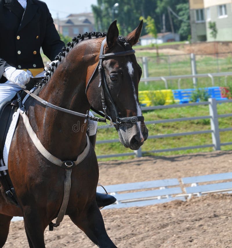 Cavaleiro e cavalo foto de stock. Imagem de vestimenta - 36025178