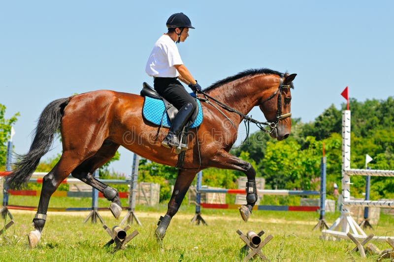 Cavaletti work stock image. Image of mare, fast, horsemanship - 16306437