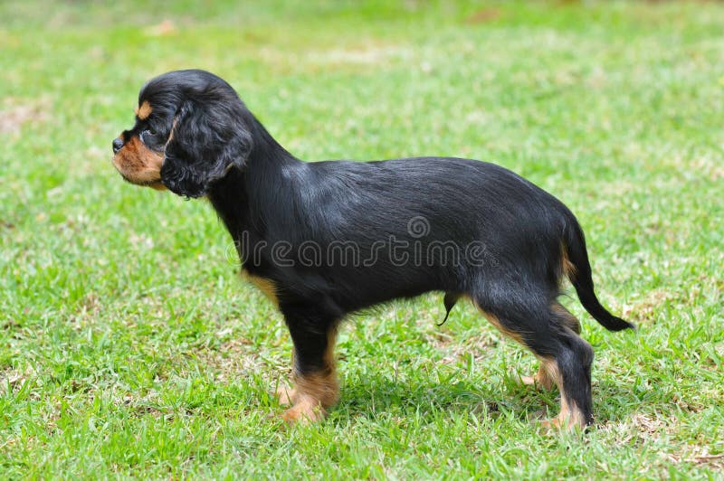 Cavalier dog stock image. Image of grass, cute, beauty - 15662525