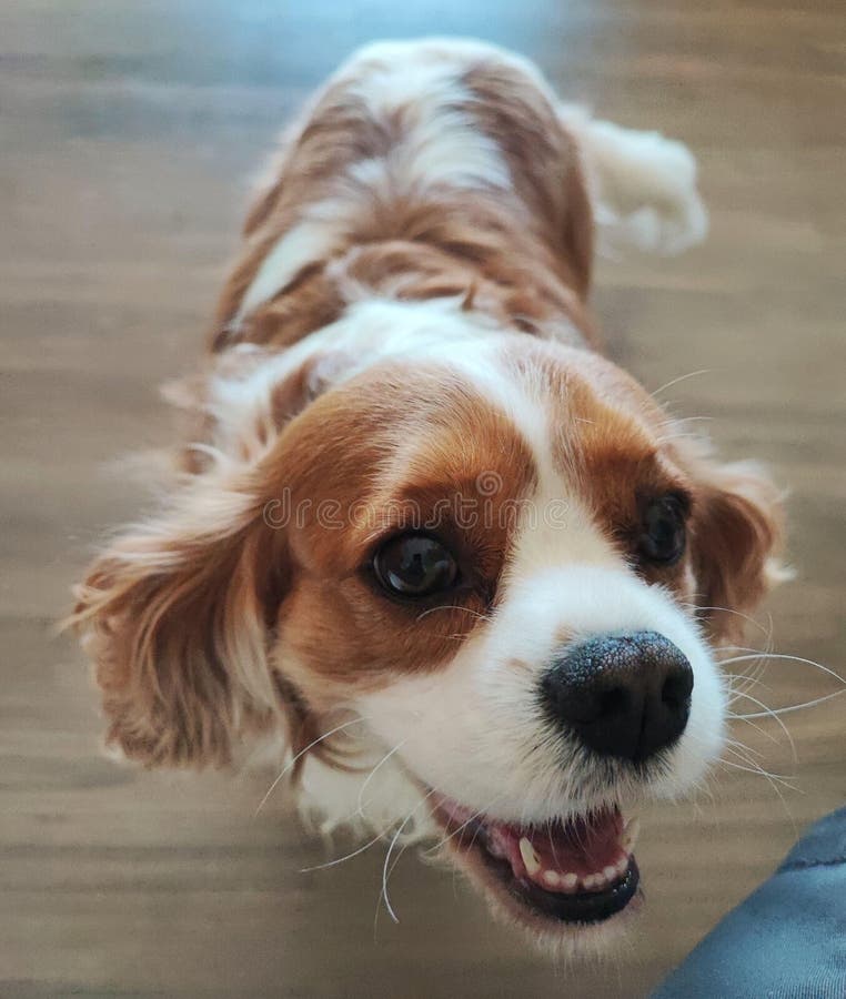 Cavalier dog breed stock photo. Image of working, charles - 352889826