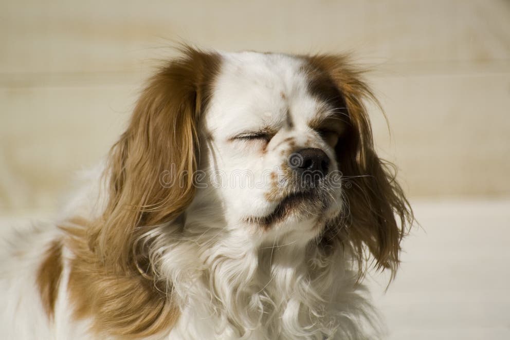 Cavalier enjoying the sun stock image. Image of lively - 2213841