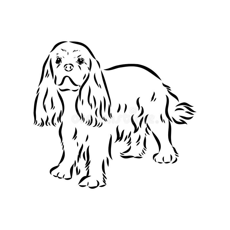 Cavalier King Charles Dog Vector Image Silhouette Stock Vector ...