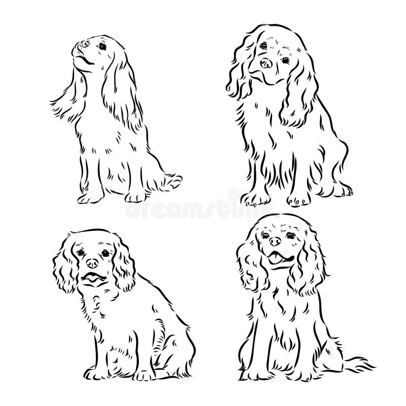 Cavalier King Charles Spaniel Outline Cartoon Stock Illustrations – 40 ...