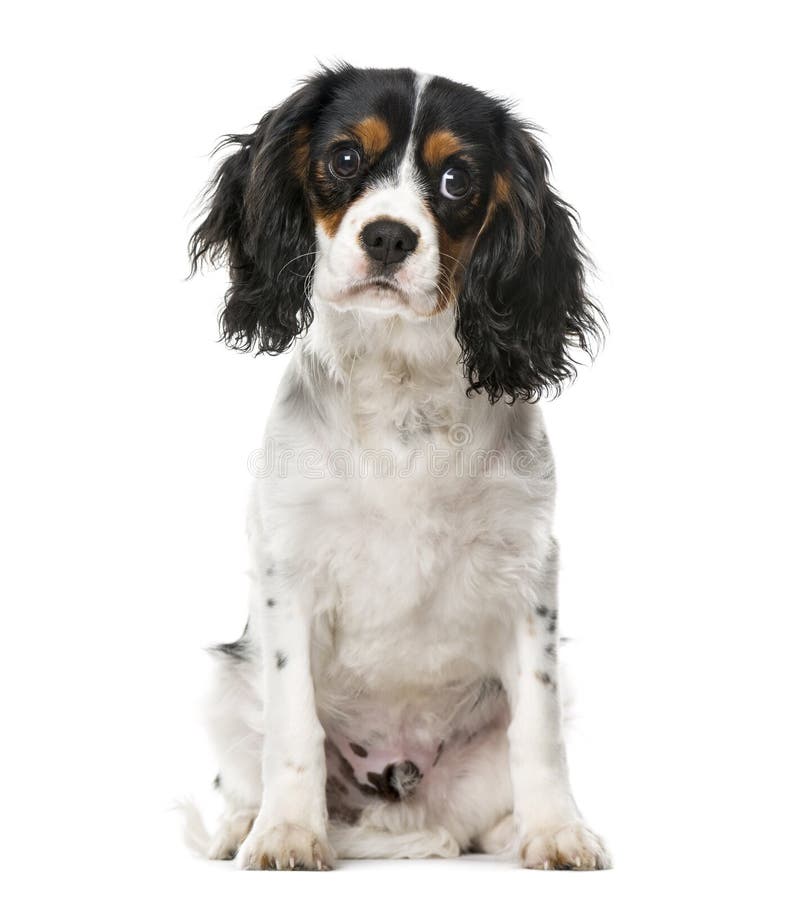 A Cavalier King Charles Sitting, Stock Photo - Image of black, shot ...