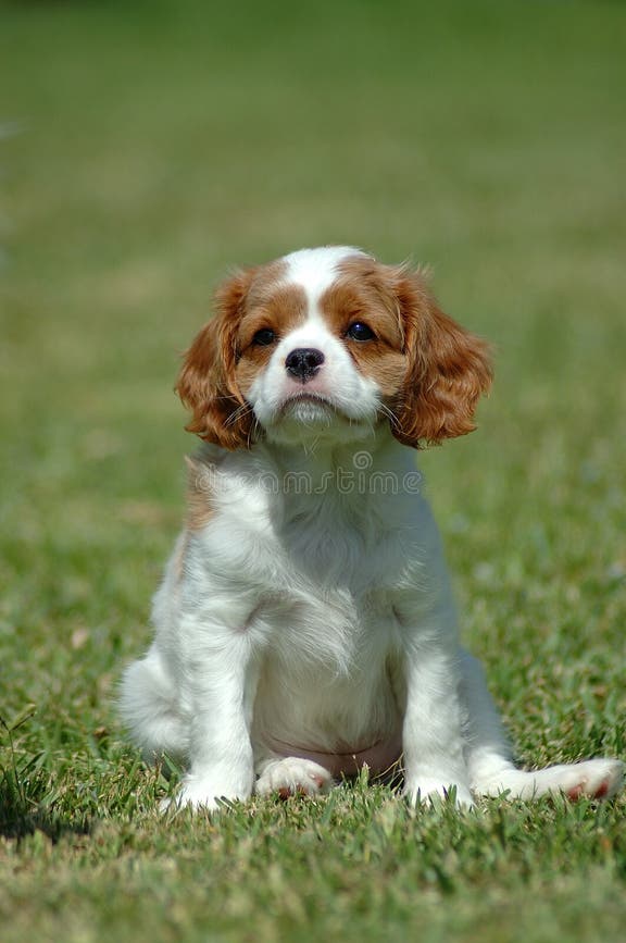 290 Breeds Spaniel Dogs Stock Photos - Free & Royalty-Free Stock Photos ...