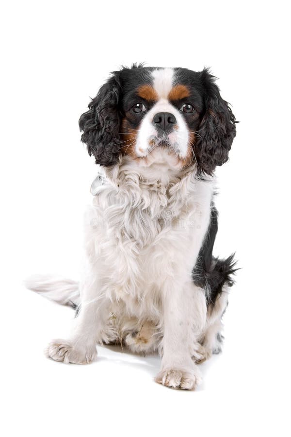 Tri Color Cavalier King Charles Dog Sitting Front White Background ...
