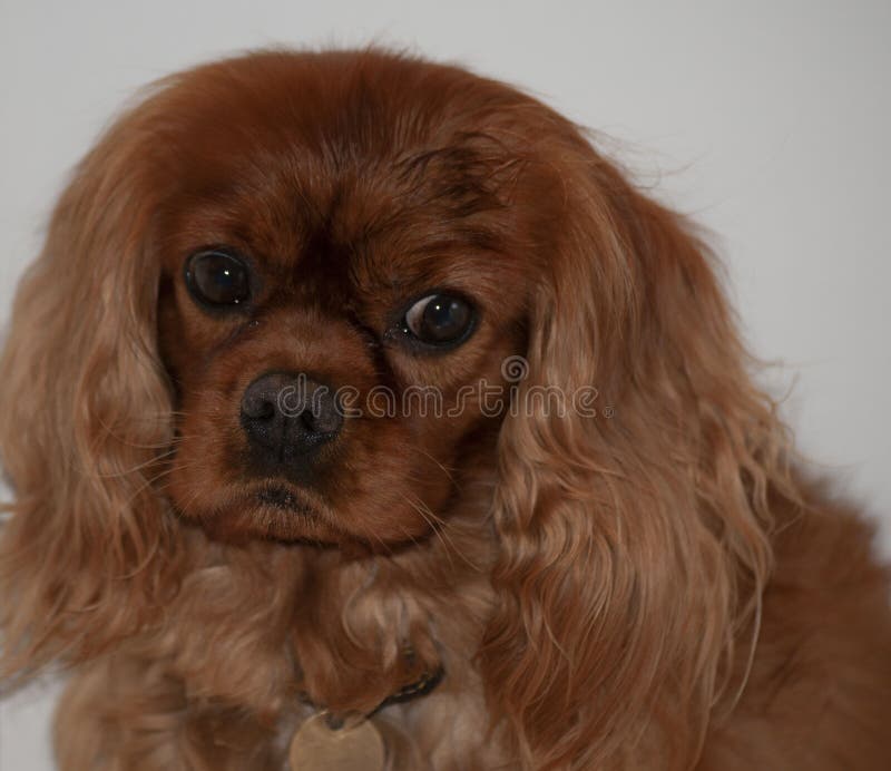 Cavalier King Charles Spaniel, Also Known As English Toy Spaniel Stock ...