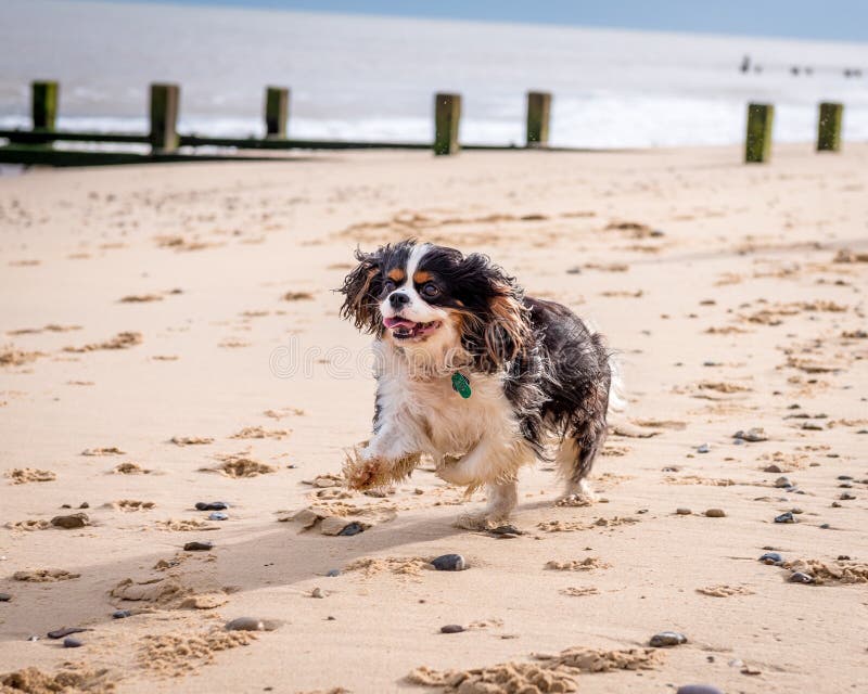 Cavalier on the Beach stock photo. Image of charles, sand - 32362884