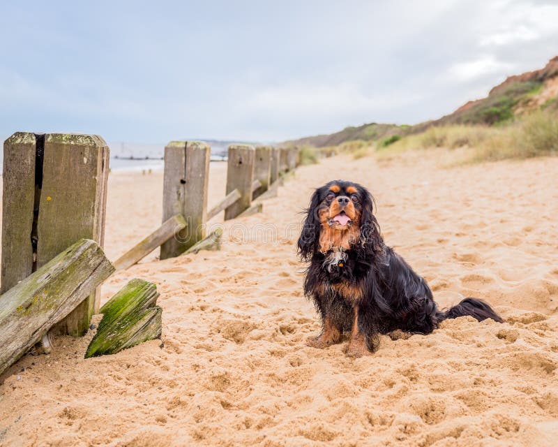 Cavalier King Charles Spaniel at the Beach. Stock Image - Image of ...