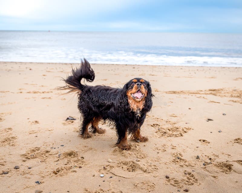 Cavalier King Charles Spaniel at the Beach. Stock Image - Image of ...
