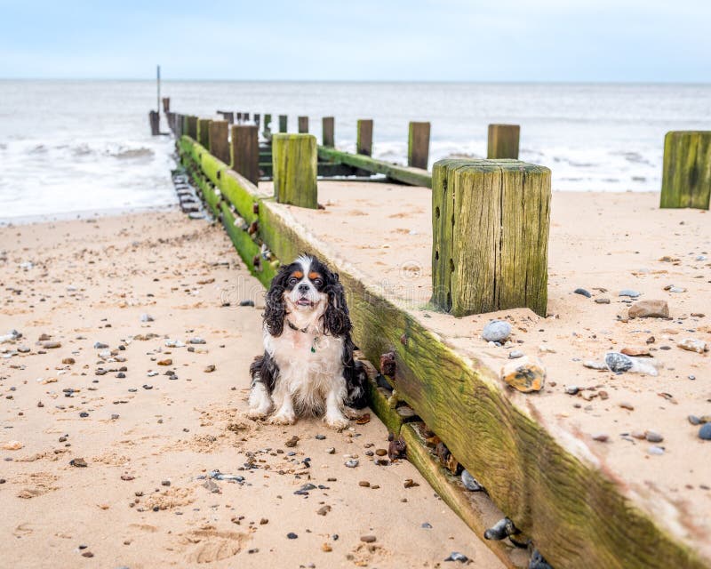 Cavalier King Charles Spaniel at the Beach. Stock Image - Image of ...