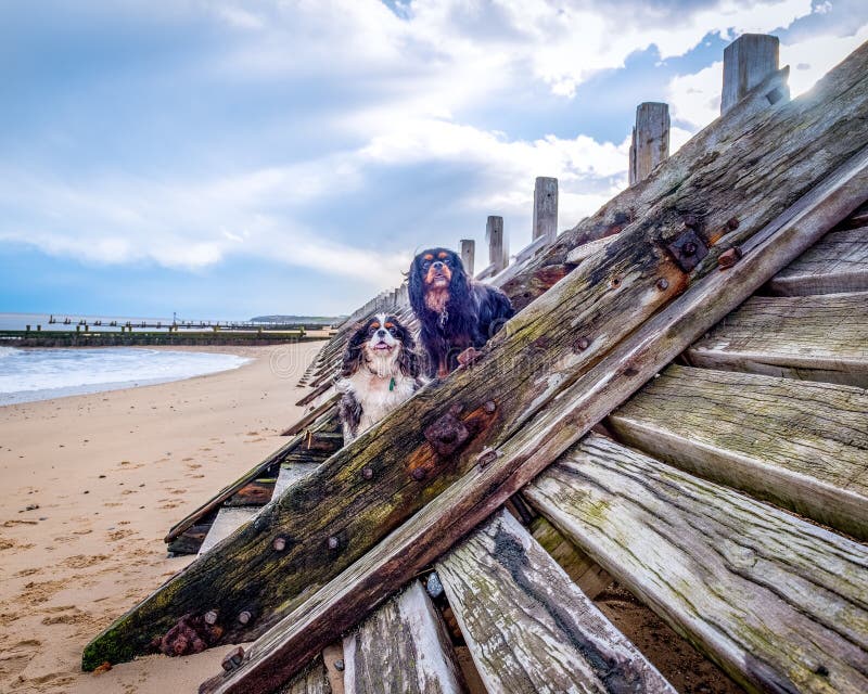 Cavalier King Charles Spaniel at the Beach. Stock Image - Image of ...