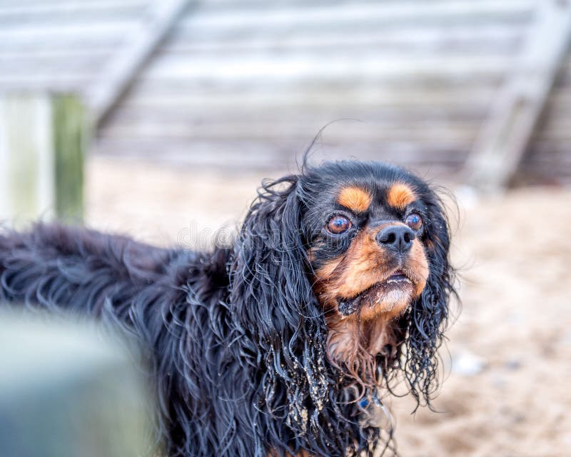 Cavalier King Charles Spaniel at the Beach. Stock Image - Image of ...