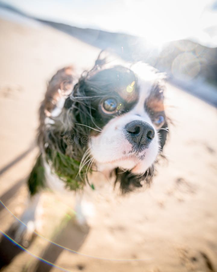 Cavalier on the Beach stock photo. Image of charles, sand - 32362884