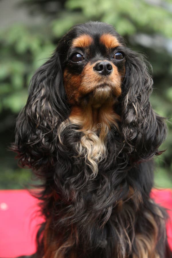 Cavalier King Charles with English Cocker Spaniel Stock Image - Image ...