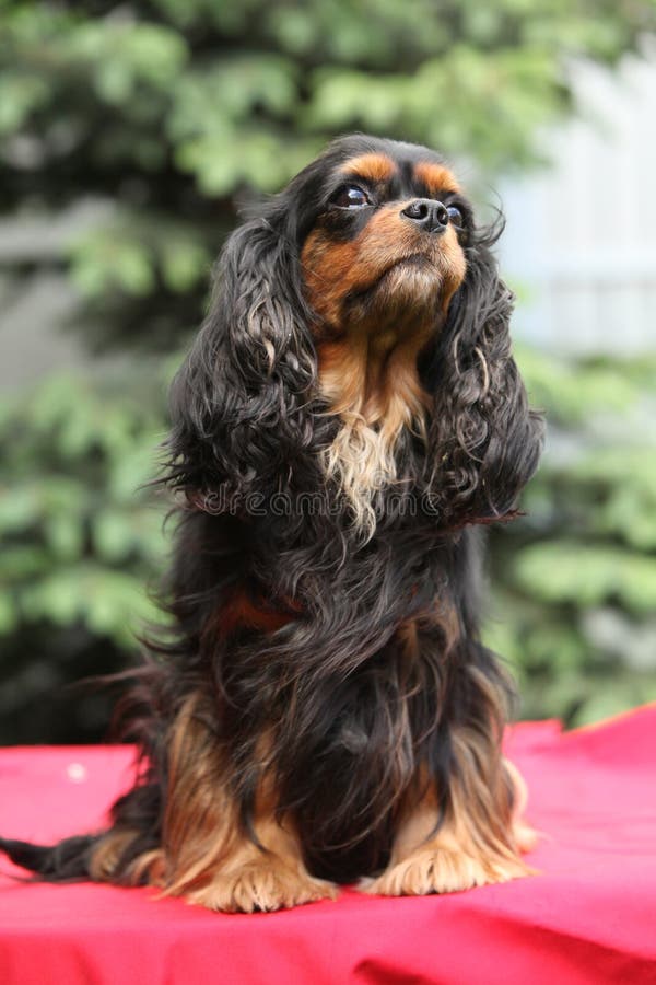 Cavalier King Charles with English Cocker Spaniel Stock Photo - Image ...