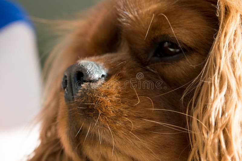 Cavalier King Charles Spaniel Stock Photo - Image of look, expression ...
