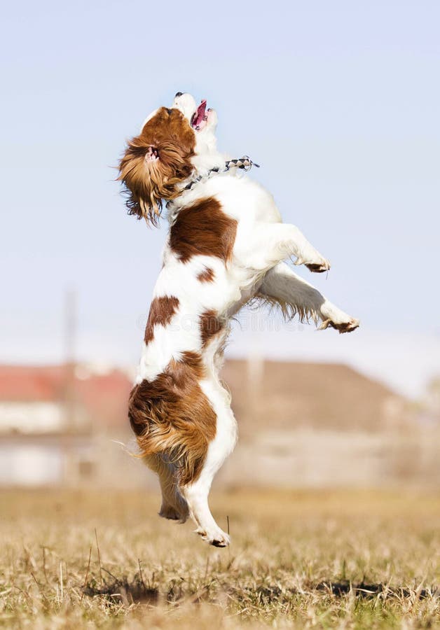 Cavalier King Charles Spaniel Dog Jumping Stock Image - Image of ...