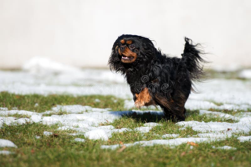 Cavalier King Charles Spaniel Dog Running Outdoors Stock Photo - Image ...