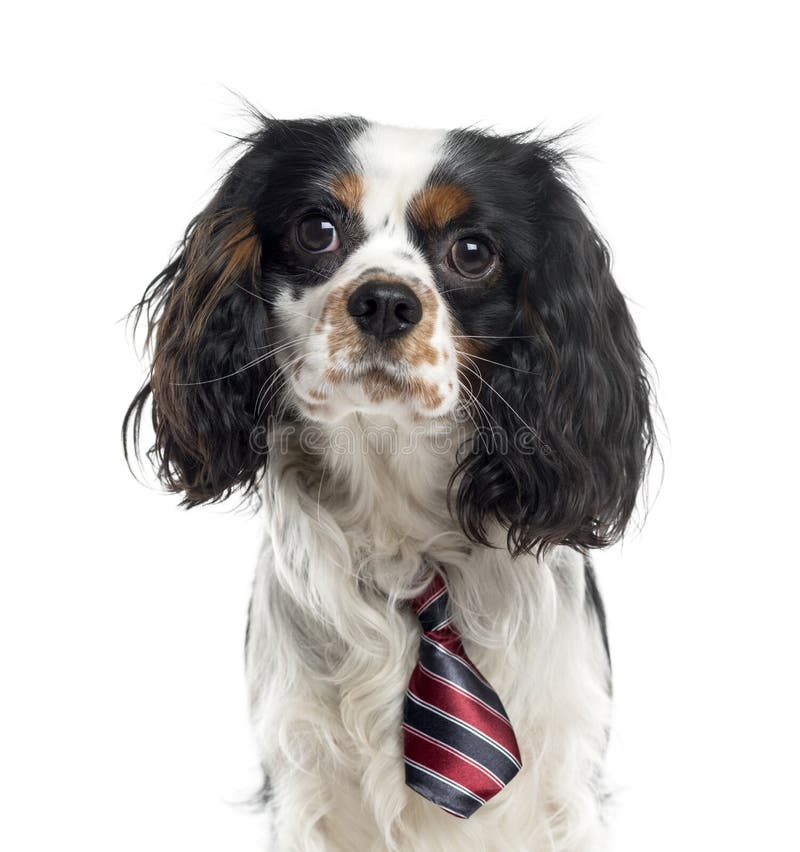 Cavalier King Charles Spaniel Isolated on White Stock Image - Image of ...