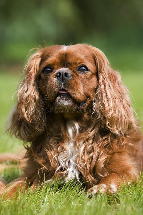Cavalier King Charles Spaniel, Male Laying on Lawn Stock Image - Image ...