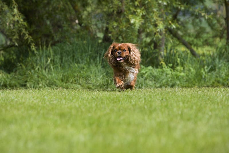 Cavalier King Charles Spaniel, Male Running on Lawn Stock Photo - Image ...