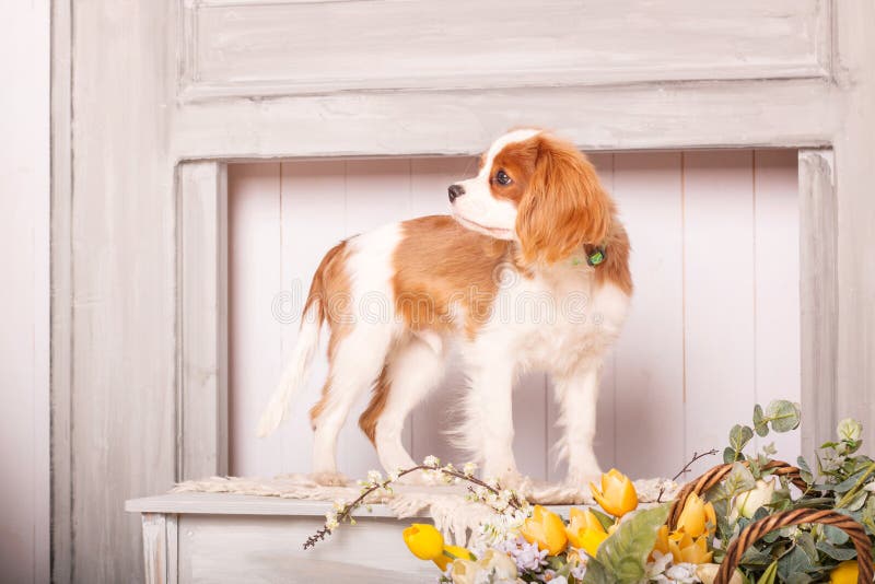 Cavalier King Charles Spaniel Puppy Dog Inside Stock Photo - Image of ...