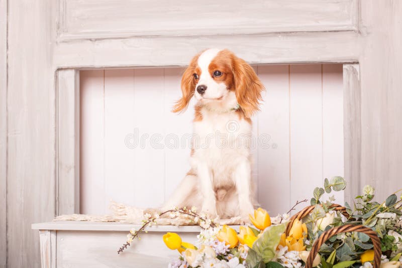 Cavalier King Charles Spaniel Puppy Dog Inside Stock Image - Image of ...