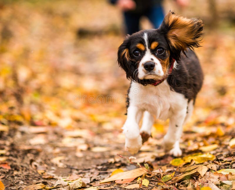 Cavalier King Charles Spaniel Stock Image - Image of cavalier, puppy ...