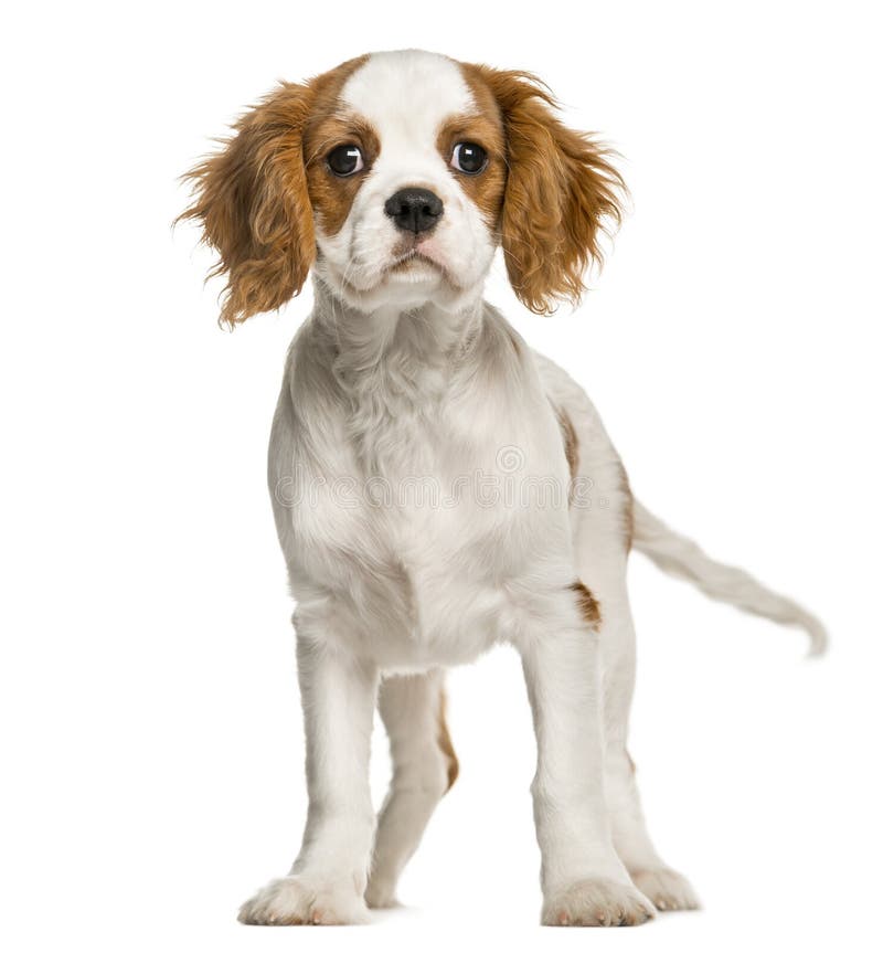Cavalier King Charles Spaniel Puppy Standing Stock Photo - Image of ...
