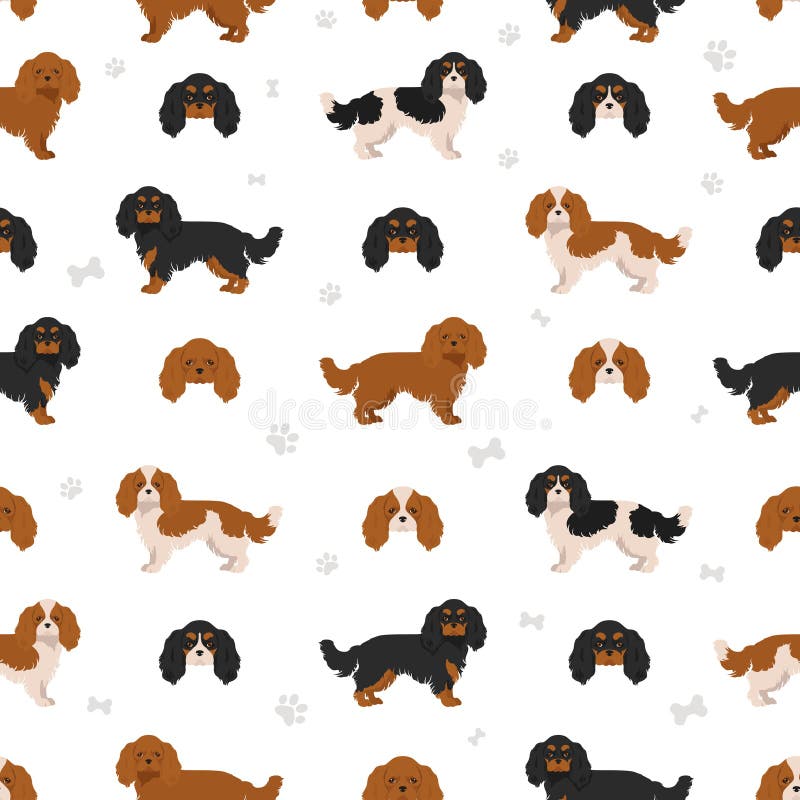 Cavalier King Charles Spaniel Seamless Pattern. Different Poses, Coat ...