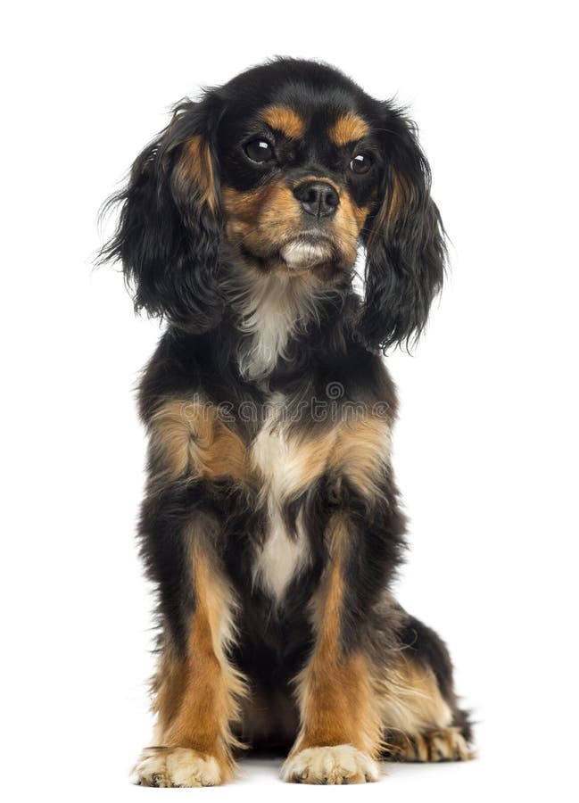 Cavalier King Charles Spaniel Sitting Stock Image - Image of studio ...
