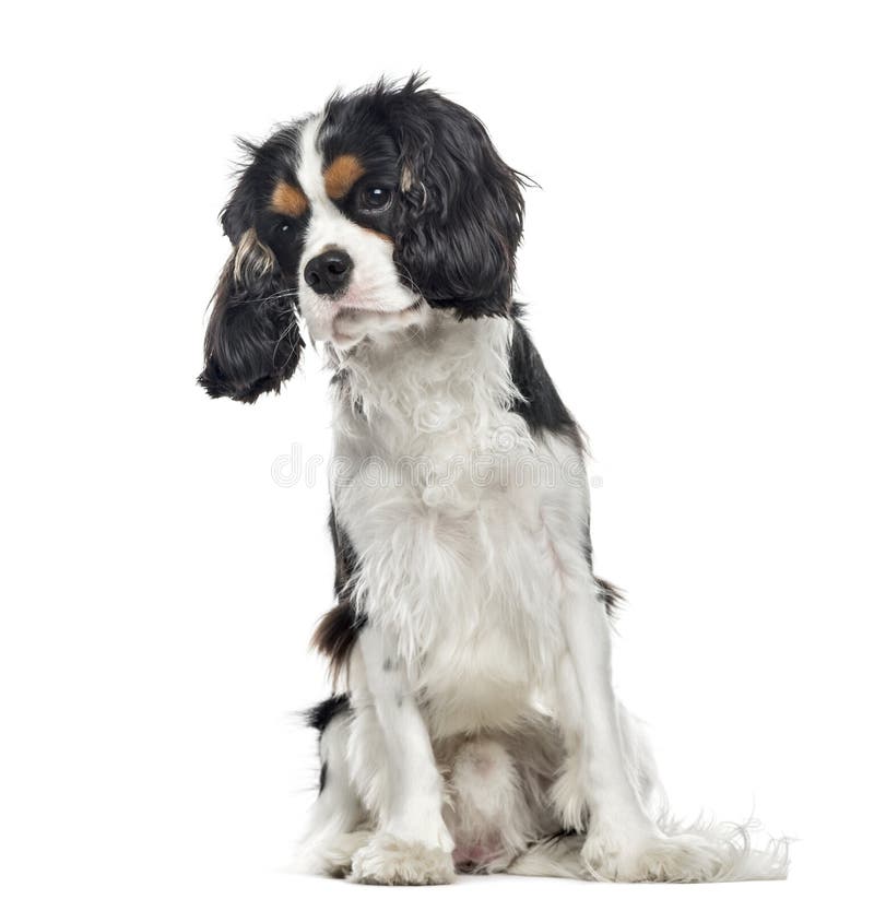Cavalier King Charles Spaniel Sitting, 10 Months Old Stock Image ...