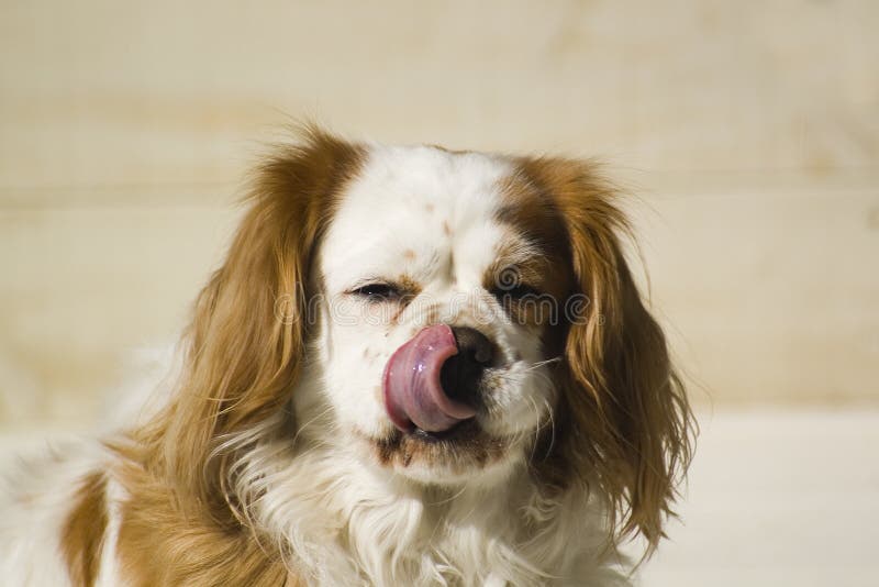 Cavalier Licking Its Nose Picture. Image: 2213835
