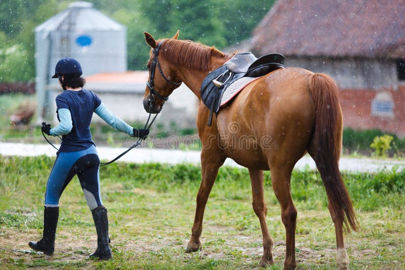 Il Cavaliere Del Cavallo Tira Le Redini Fotografia Stock - Immagine di ...