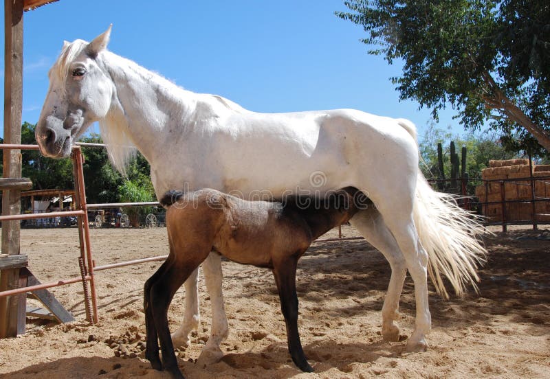 Cavalla bianca con il foal immagine stock. Immagine di coda - 17819077