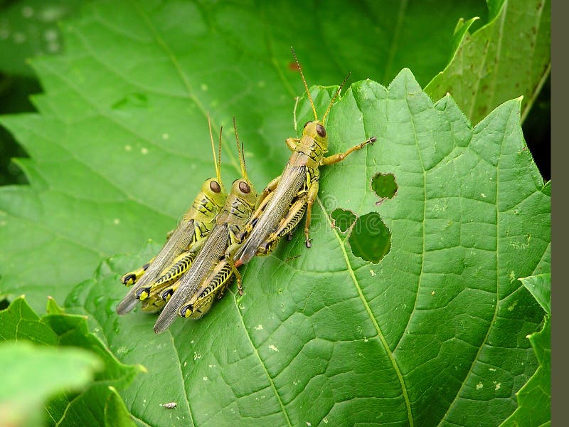 Cavallette immagine stock. Immagine di colore, osservare - 32535153