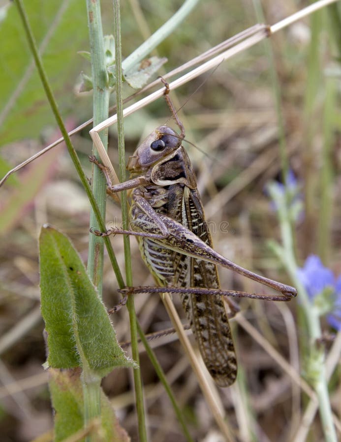 Cavallette immagine stock. Immagine di colore, osservare - 32535153