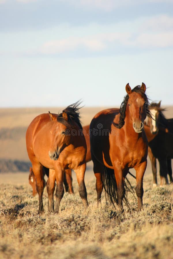 Tre Cavalli Selvaggii Namibia Immagine Stock - Immagine di roccie ...