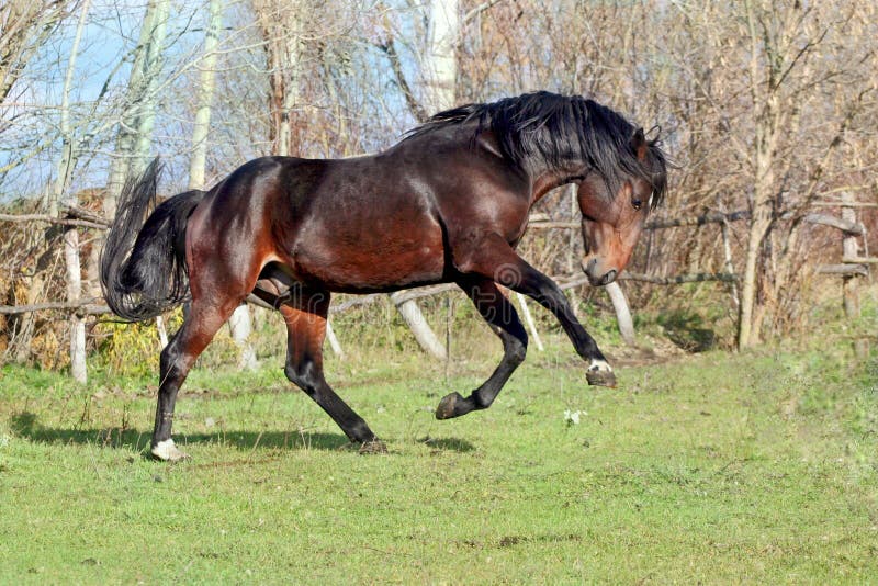 Cavalli Ucraini Della Razza Del Cavallo Fotografia Stock - Immagine di ...