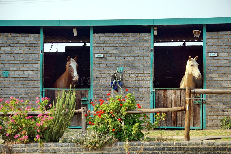 Cavallo in Una Stalla a Johannesburg Immagine Editoriale - Immagine di ...