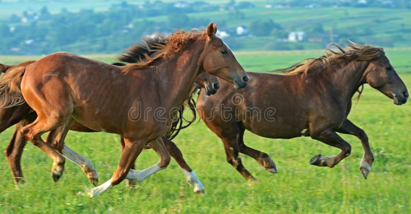 Cavallo fotografia stock. Immagine di animale, colta - 27400592