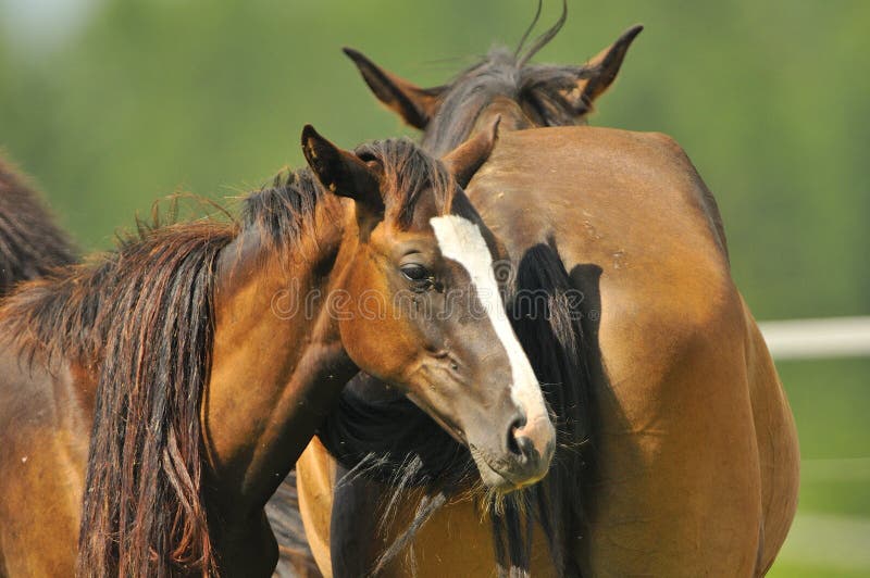 Cavallo immagine stock. Immagine di ranch, paddock, nazionale - 42592287