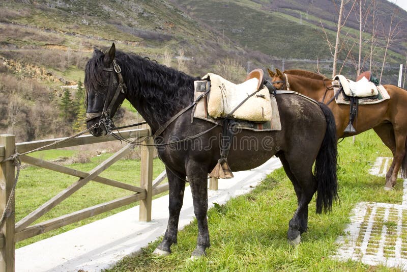 Cavallo andaluso immagine stock. Immagine di redine, animale - 2271829