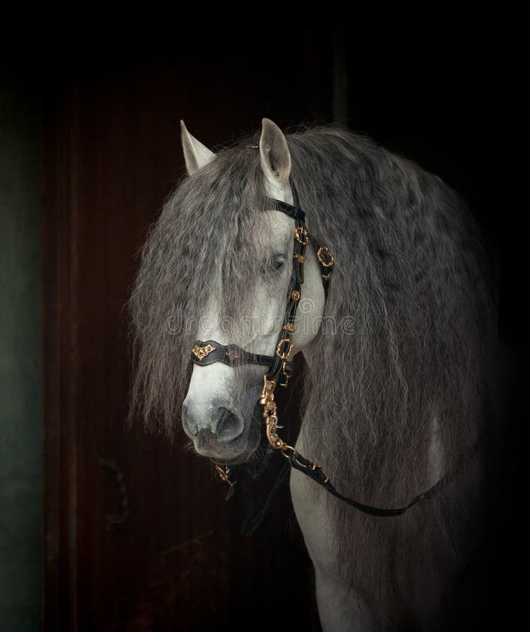 Funzionamento Andaluso Del Cavallo Nel Deserto Fotografia Stock ...