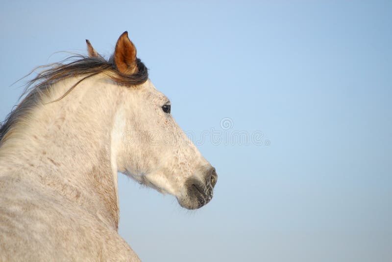 Cavallo andaluso grigio fotografia stock. Immagine di veloce - 12449132