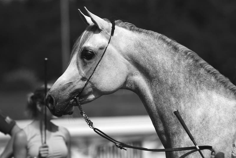 Cavallo arabo fotografia stock. Immagine di arabo, attivo - 3508138
