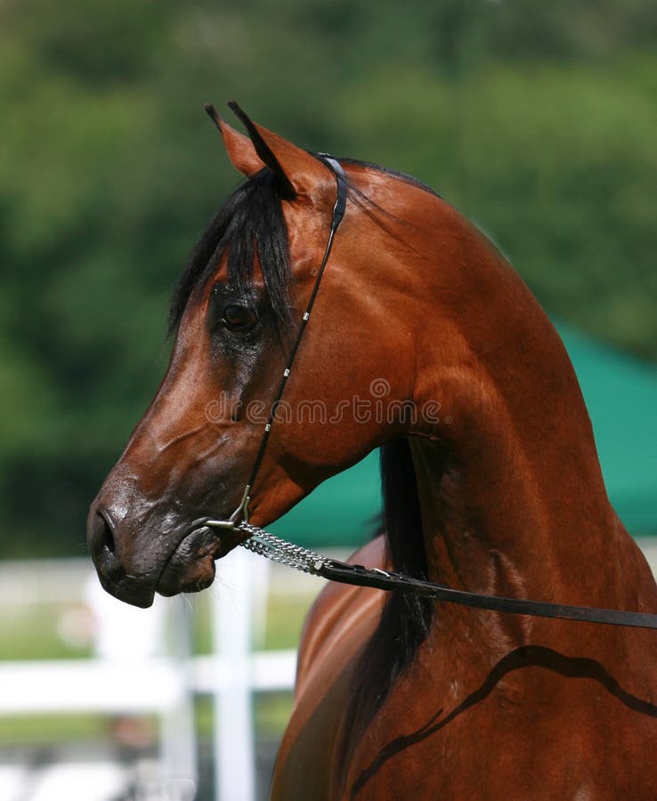 Cavallo Dell'Arabo Del Brown Immagine Stock - Immagine di attivo ...