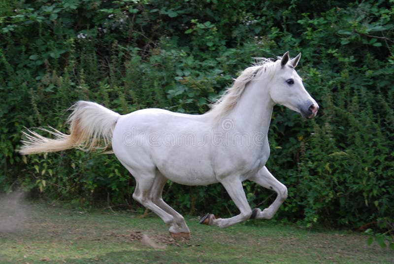 Cavallo Arabo Bianco Che Gallopping Immagine Stock - Immagine di puro ...